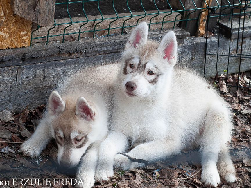 Высокопородные щенки хаски