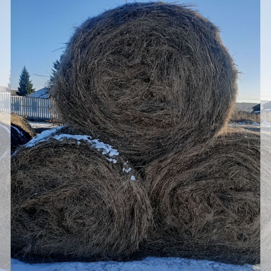 Сено в тюках