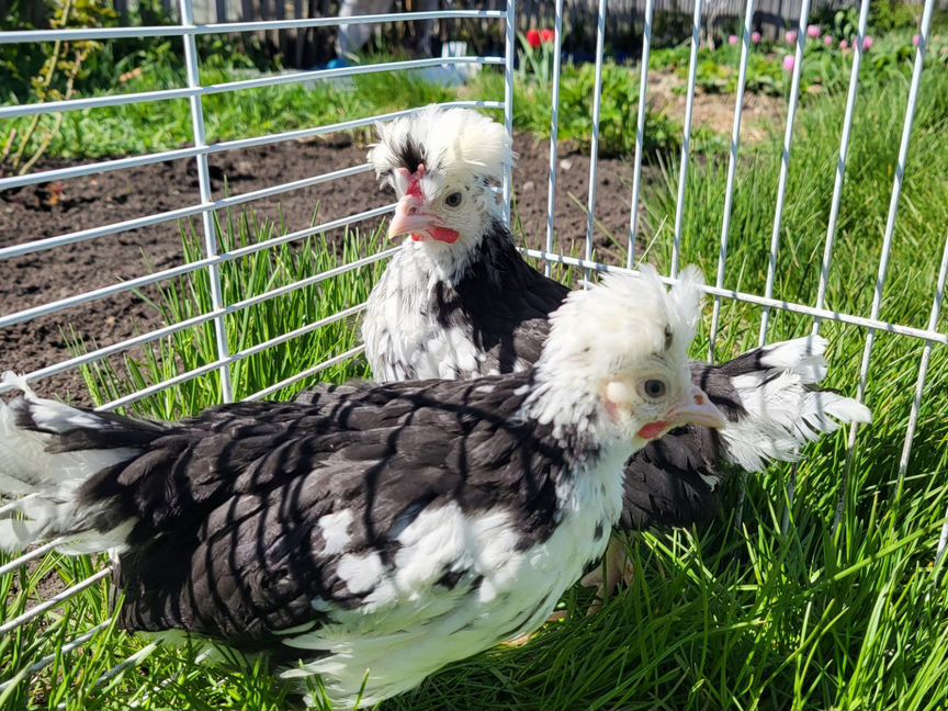 Цыплята Китайские королевские