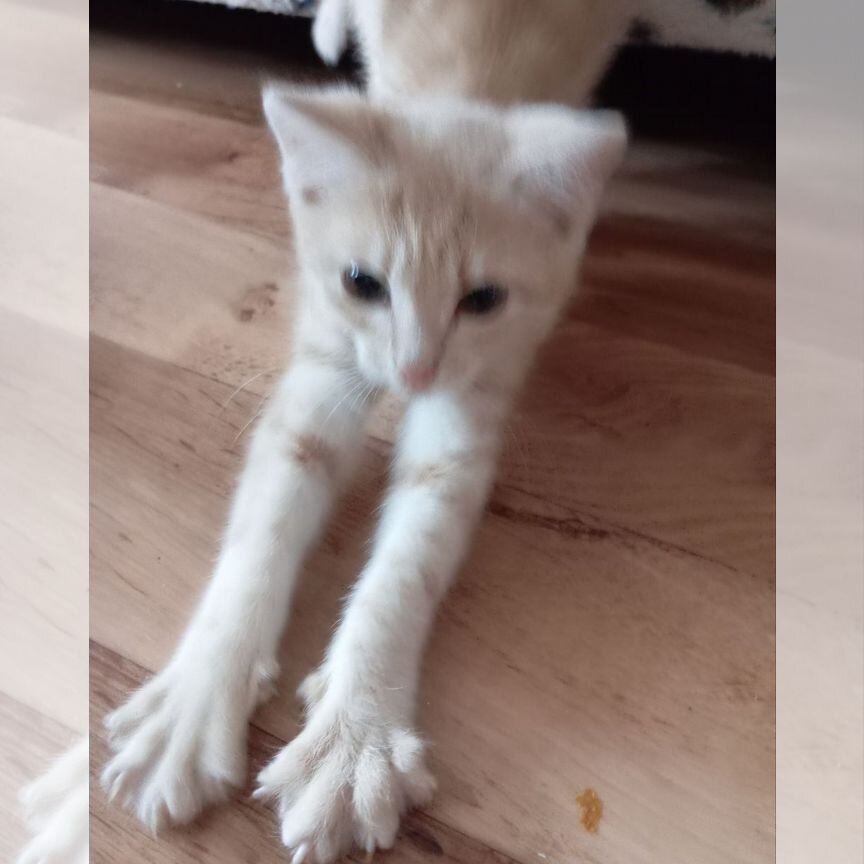 Рыжий котик