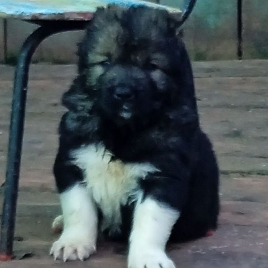 Кавказская овчарка, щенок