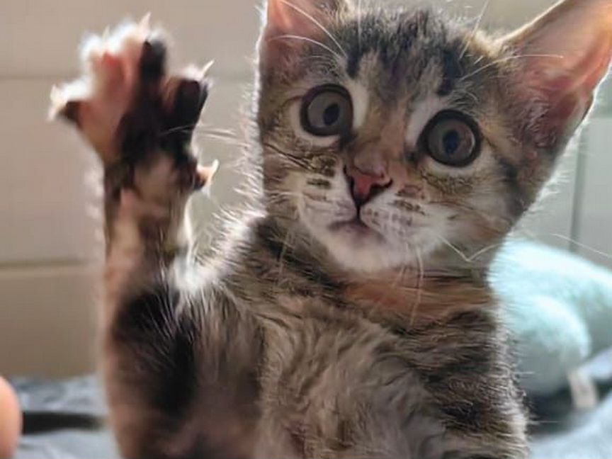 Котенок бесплатно