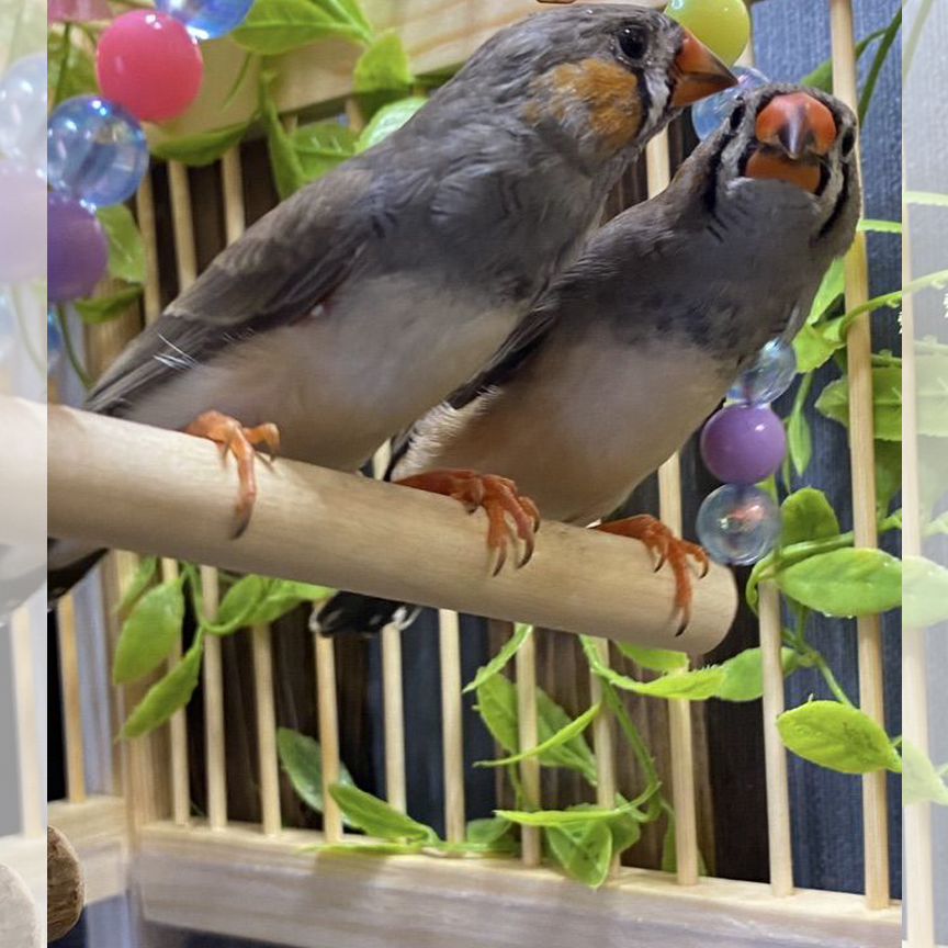 Зебровые амадины