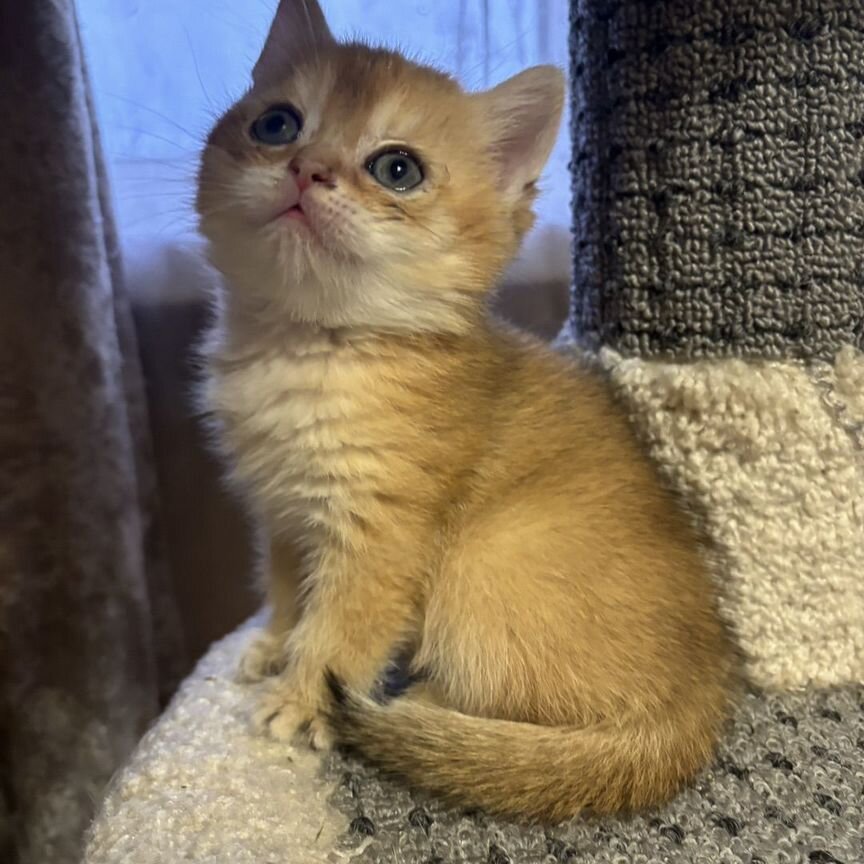 Британские котятки