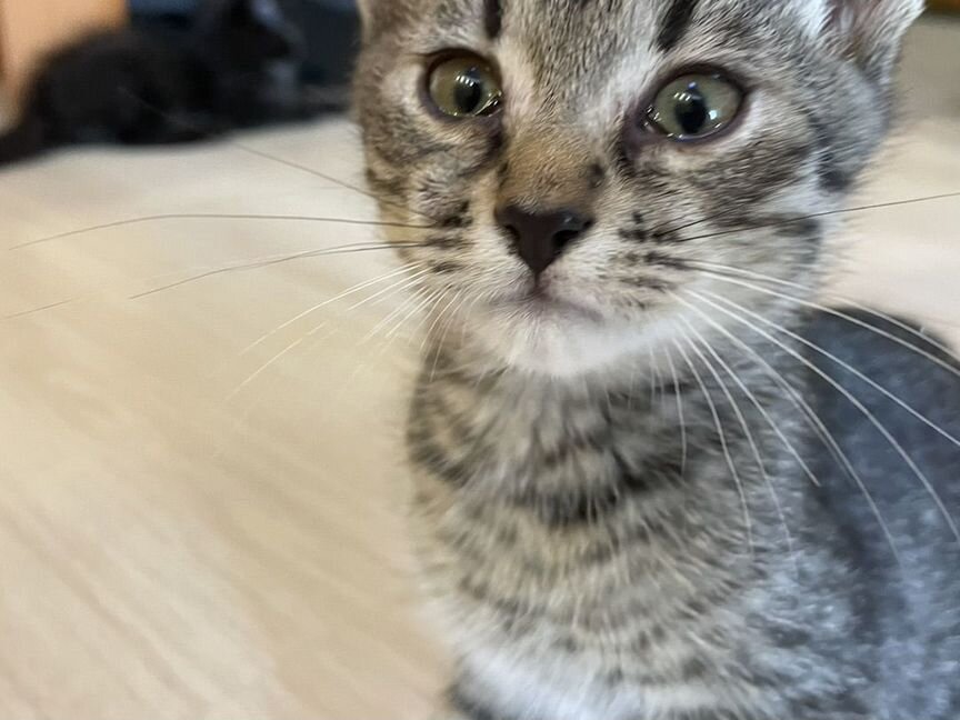 Котята от домашней кошки