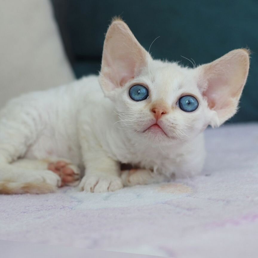 Девон-рекс котёнок