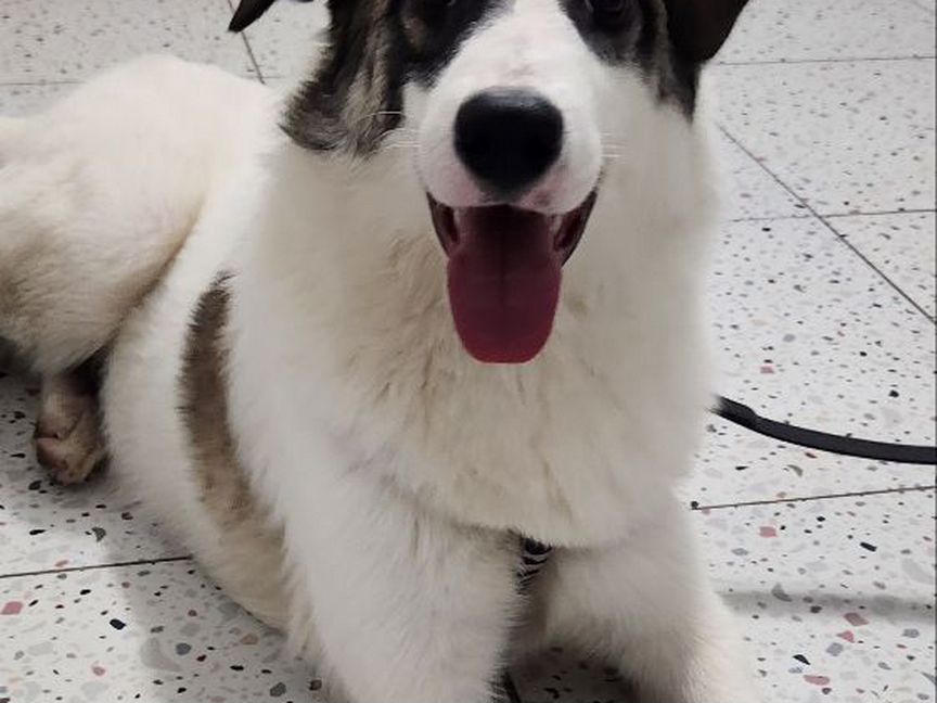 Нашли щенка девочка комендантский