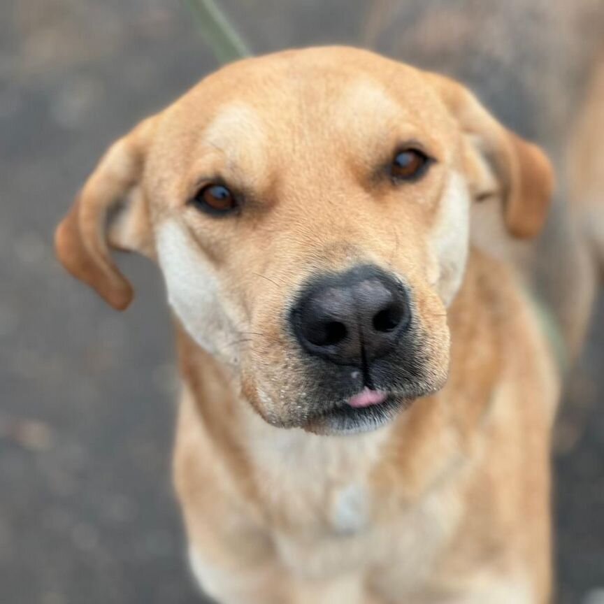 Ричард потерял хозяйку надеется найти семью