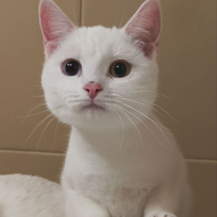 Кошечка Алиса