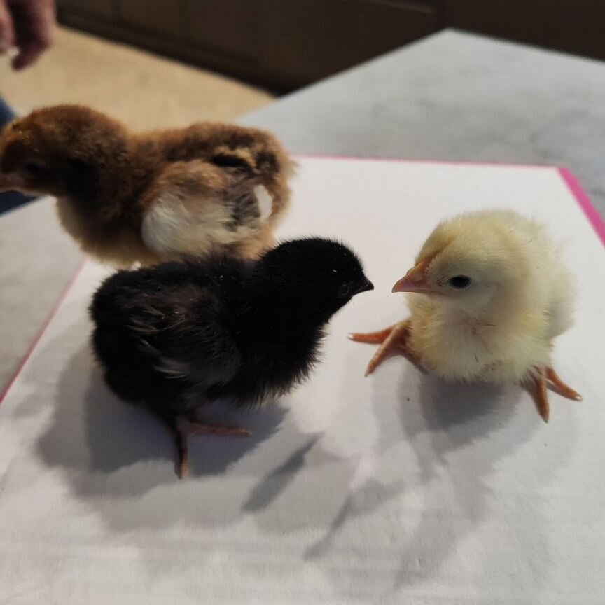 Цыплята разных возрастов