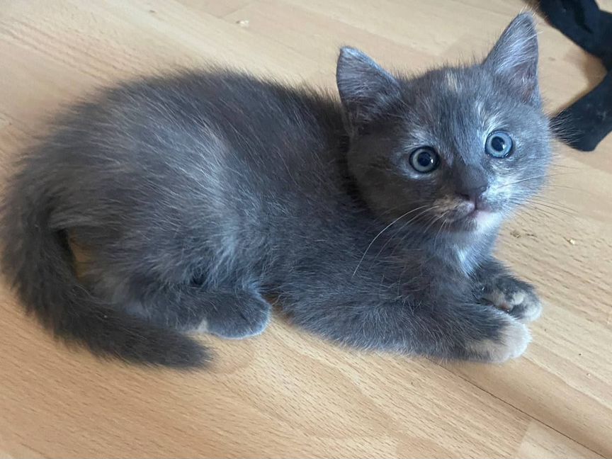 Котёнок в добрые руки