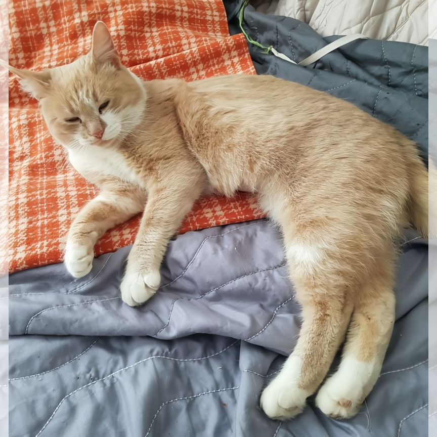 Взрослая, кошка в добрые руки