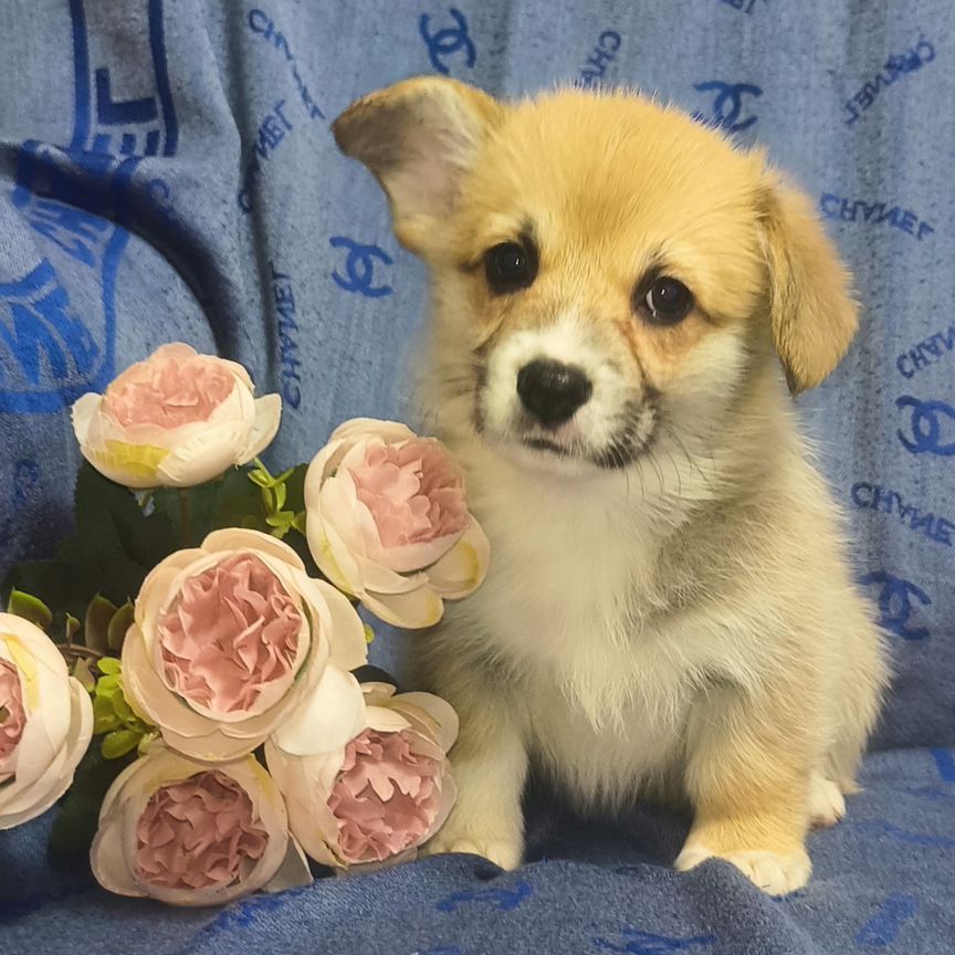 Девочка Вельш корги пемброк к Новому Году