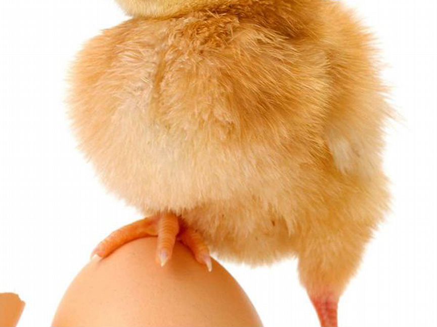 Старт для цыплят несушек