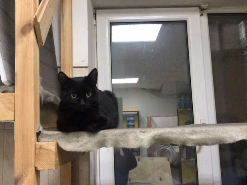 Спасите кошек. Кошек выгоняют на улицу
