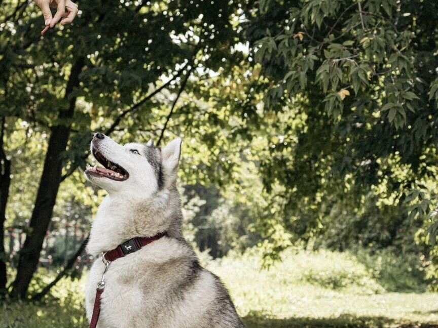 Красотка Эмми ищет дом