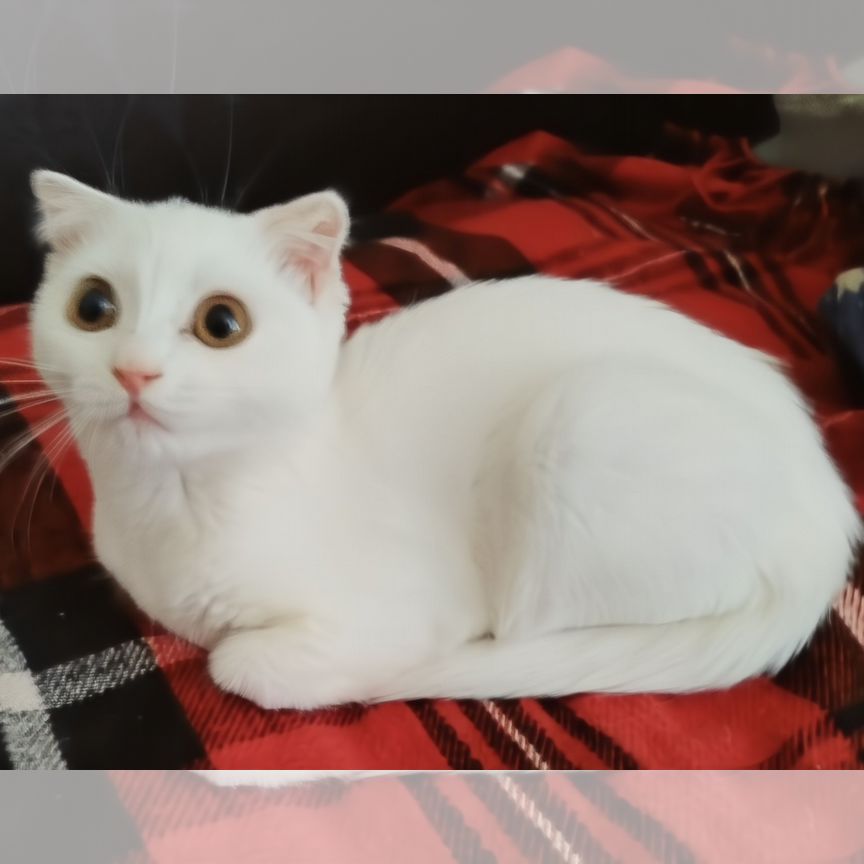 Шотландский вислоухий короткошёрстный котёнок
