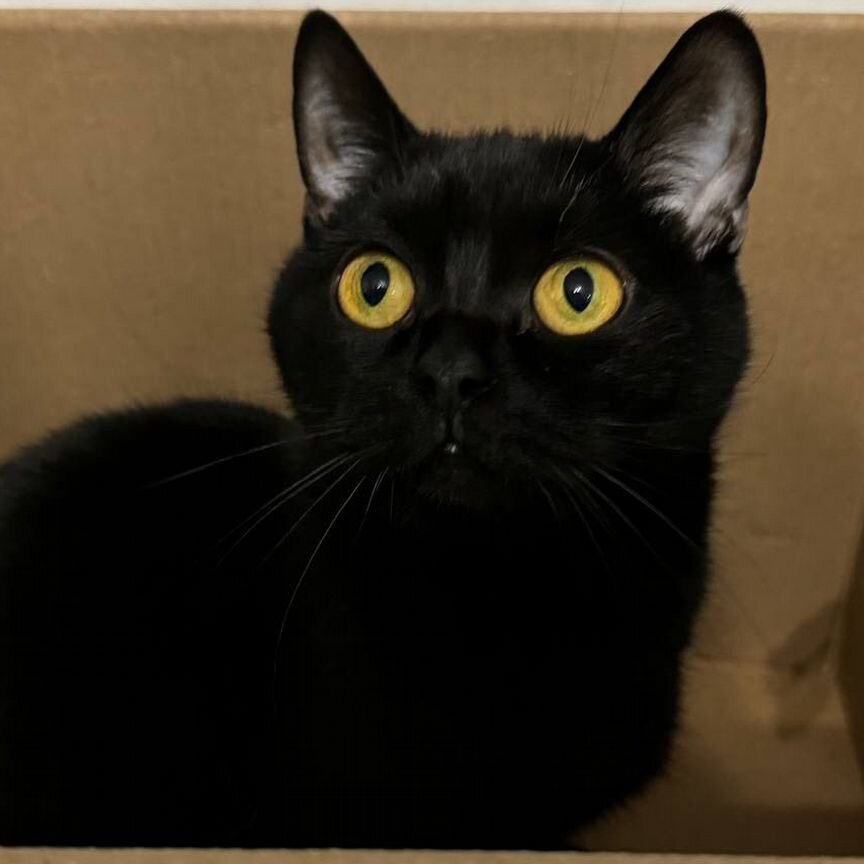 Шотландская прямоухая короткошёрстная, взрослая кошка