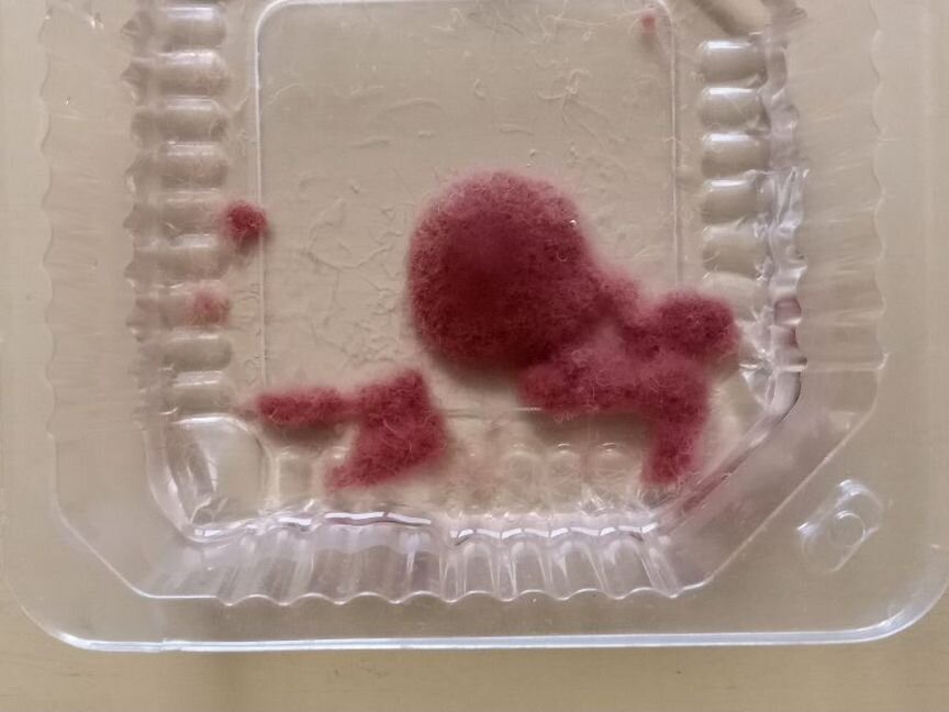 Живой корм для рыб аулофорус