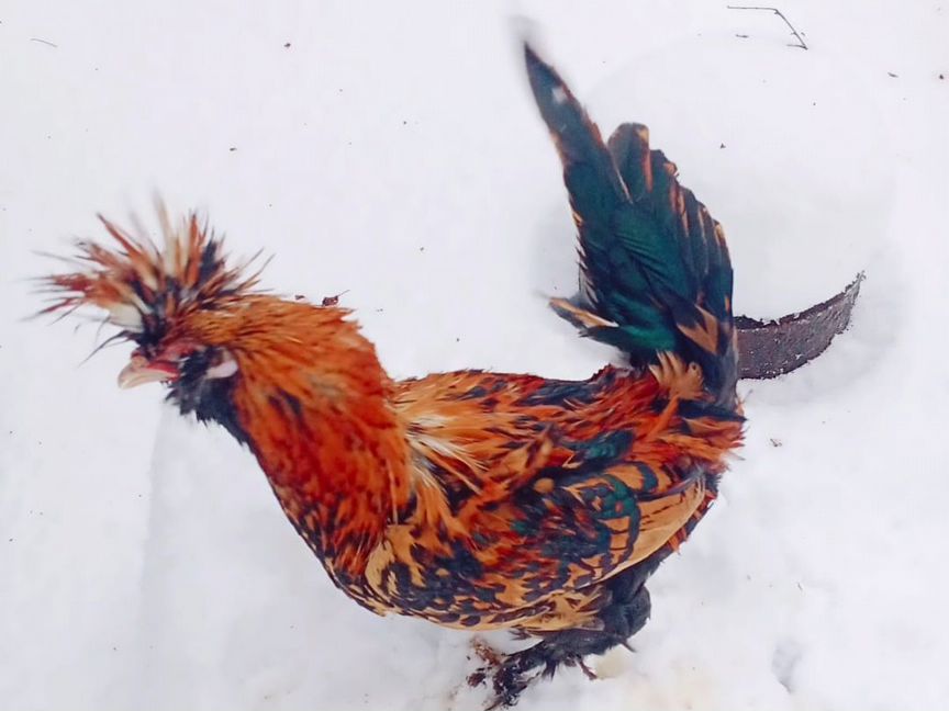 Продажа элитных павловских петухов