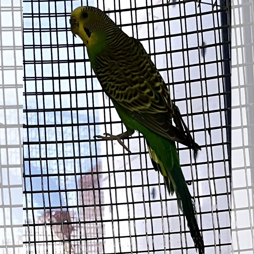 Попугай волнистый