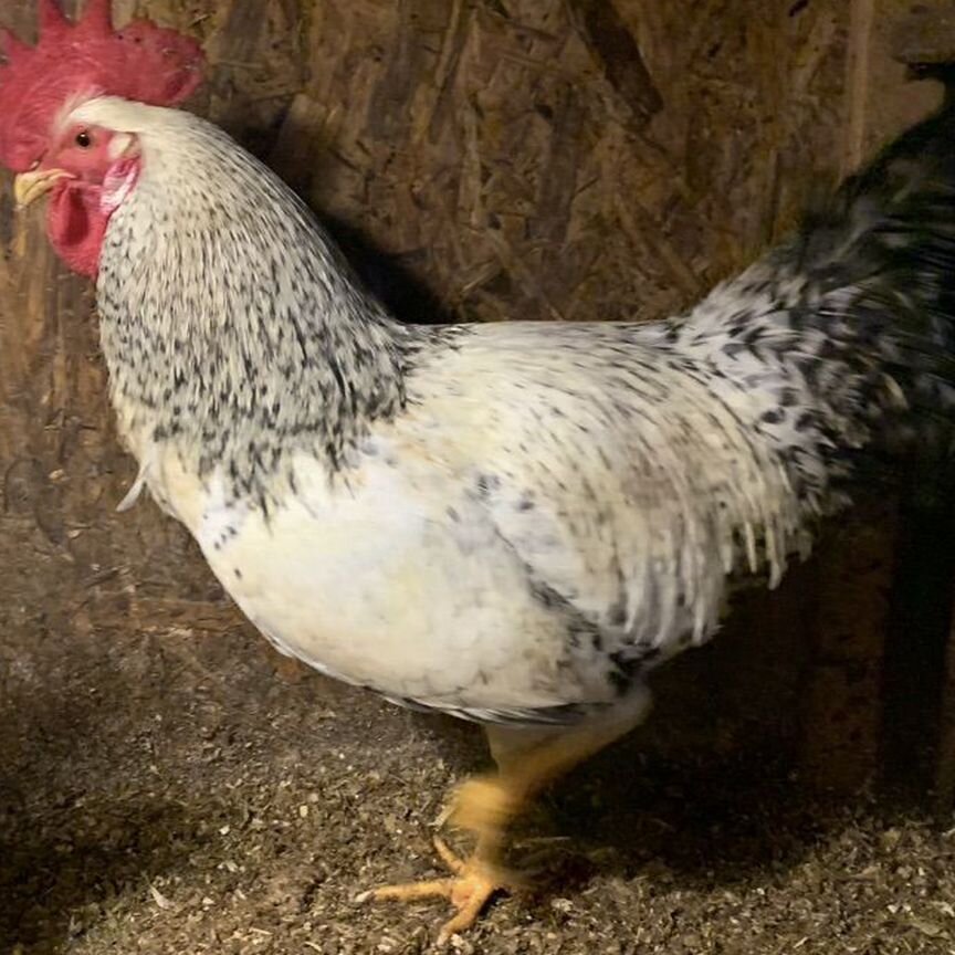 Петух Барковский барвисто 10 мнсяцна