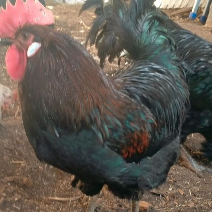Петух породы Московская черная