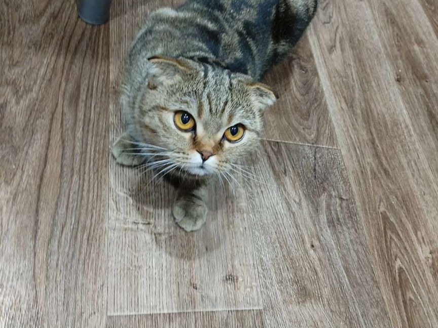 Шотландская вислоухая