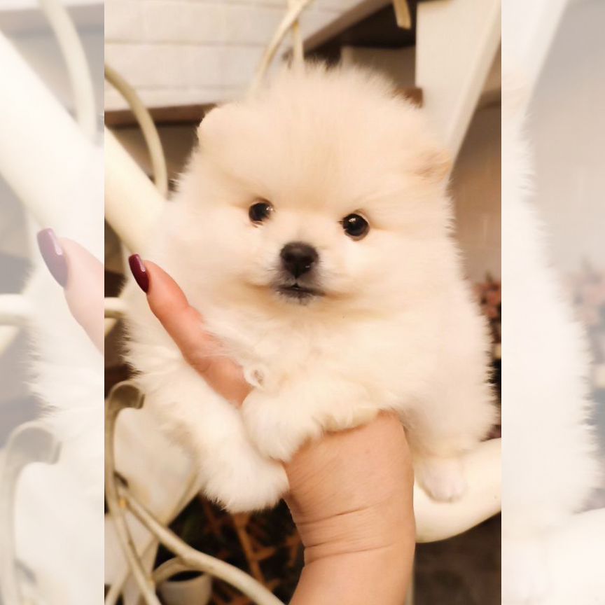 Шпиц Девочки