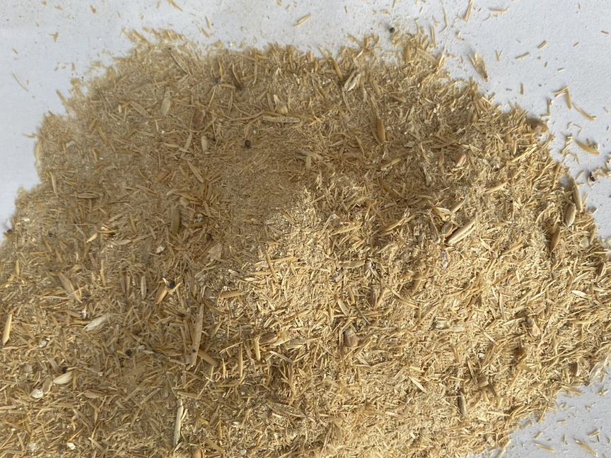 Мучка овсяная