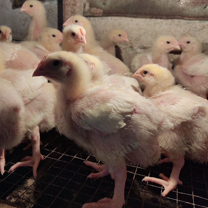 Цыплята бройлеры
