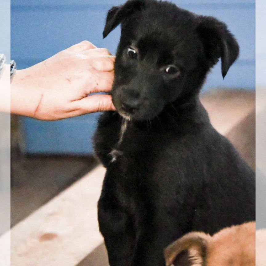 Щенок в добрые руки