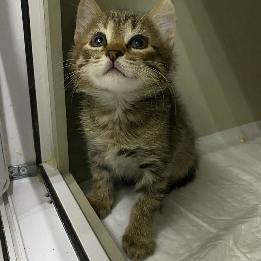 Красивые и ласковые котята ищут дом