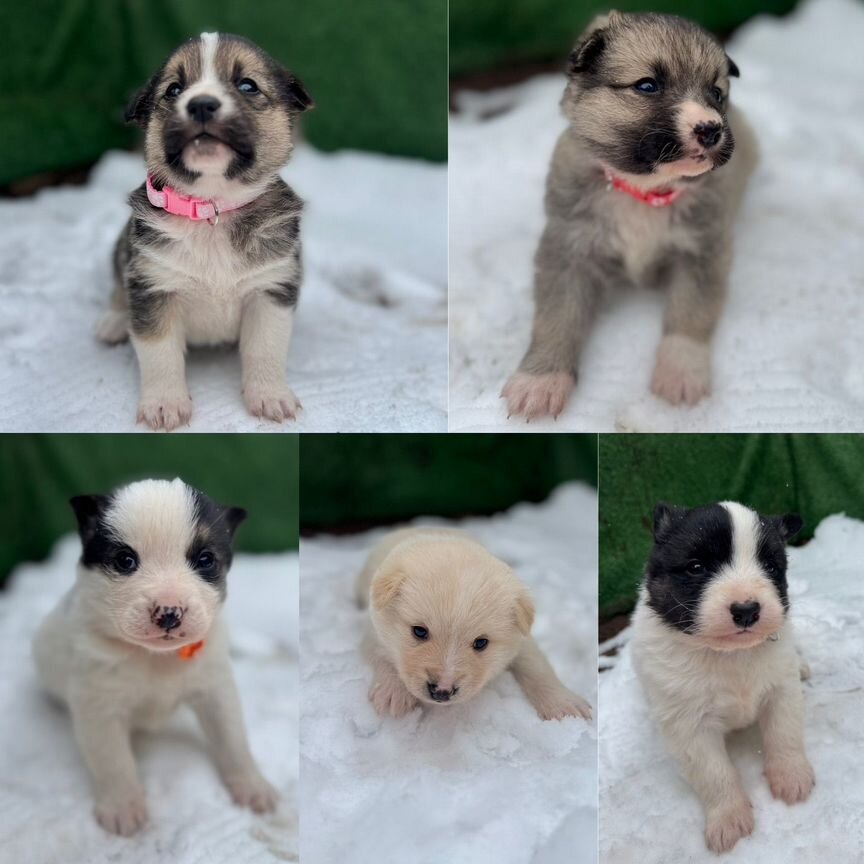 Западносибирская лайка, щенок