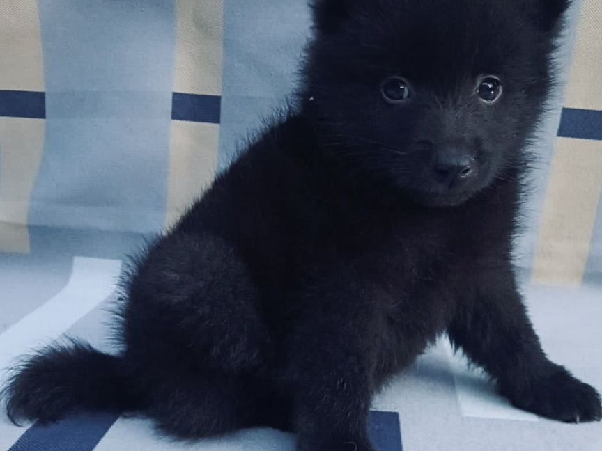 Шипперке, щеночки