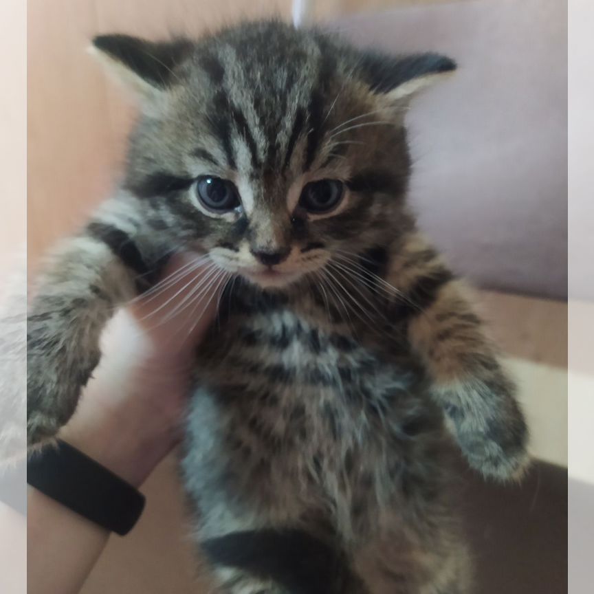 Котята
