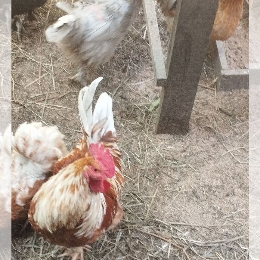 Продам обменяю петухов на мёд