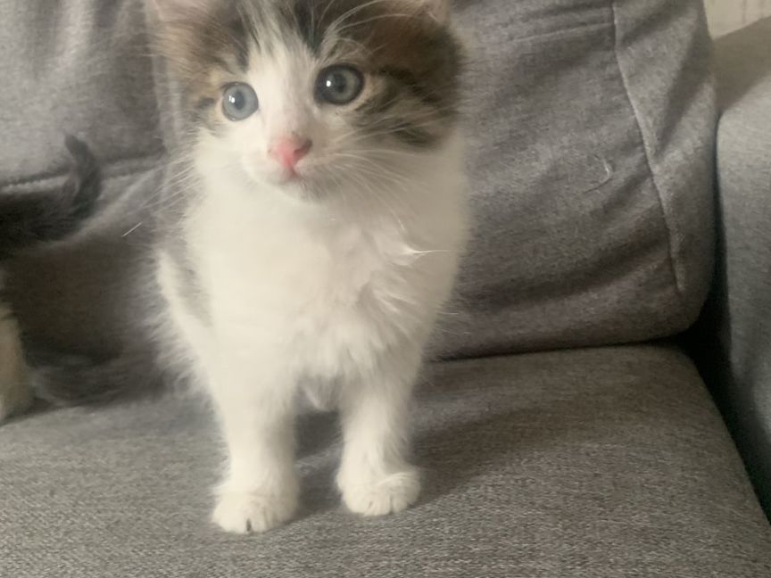 Пушистые хвостики ищут любящих родителей