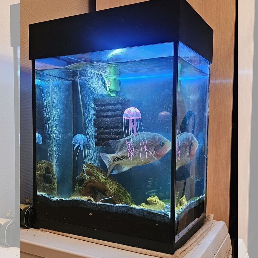 Аквариум с рыбками