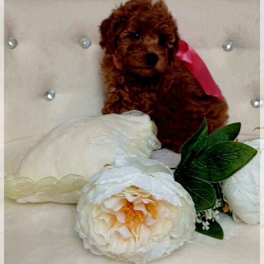 Пудель, щенок