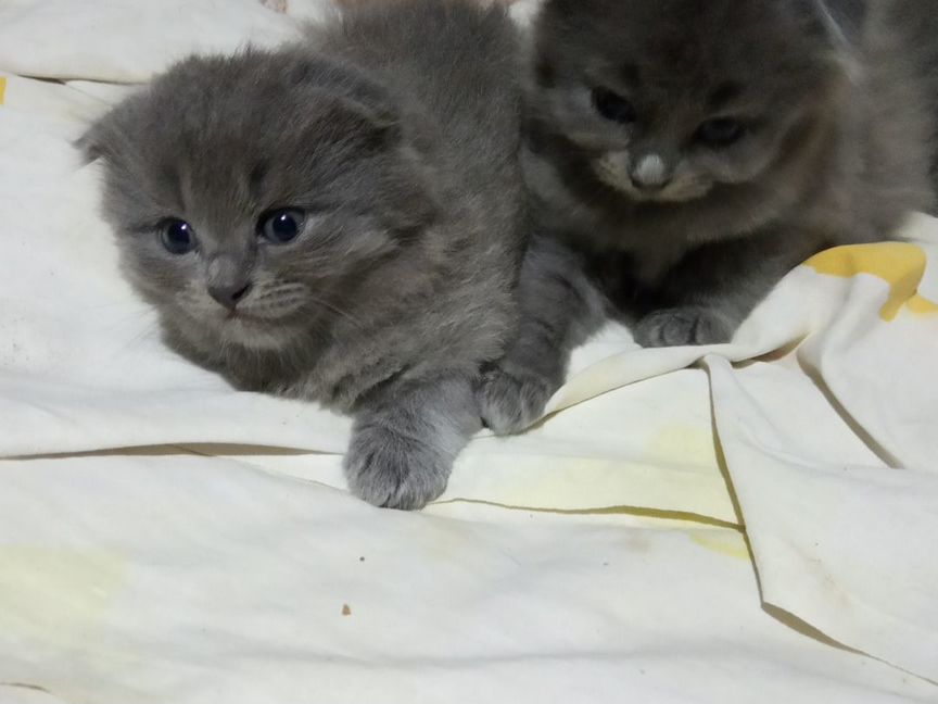 Шотландские вислоухие котята
