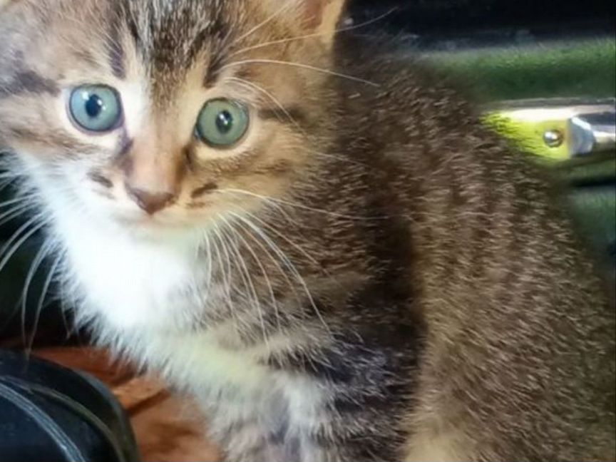 Ищем любящий дом