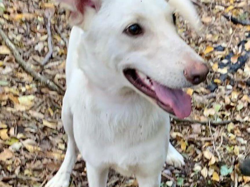 Белый красавчик подросток ищет дом