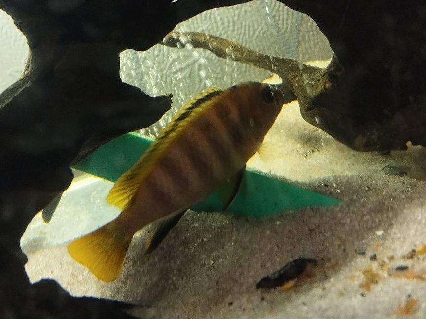 Цихлида малавии