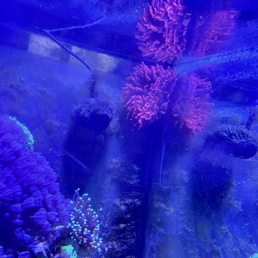 Путиния пузырчатая, красно-зеленая