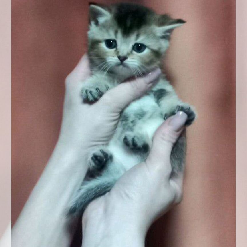 Котенок мальчик окрас шиншилла