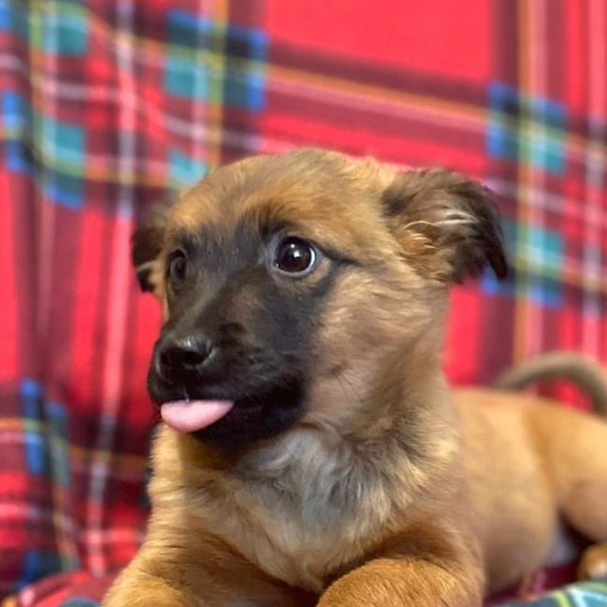 Золотой ребенок в дар