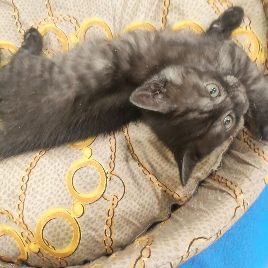 Шотландский котенок девочка