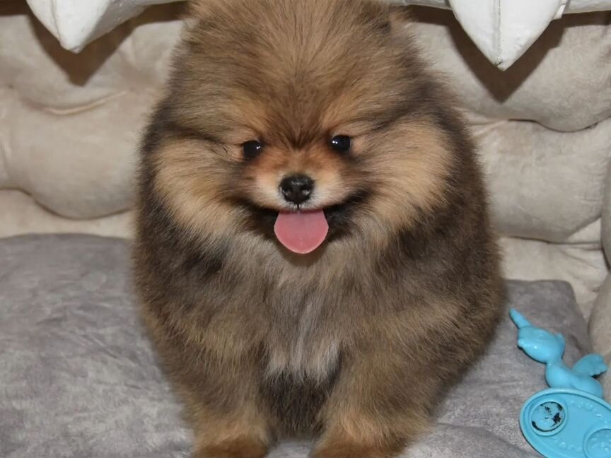 Померанский шпиц тип мишка мини