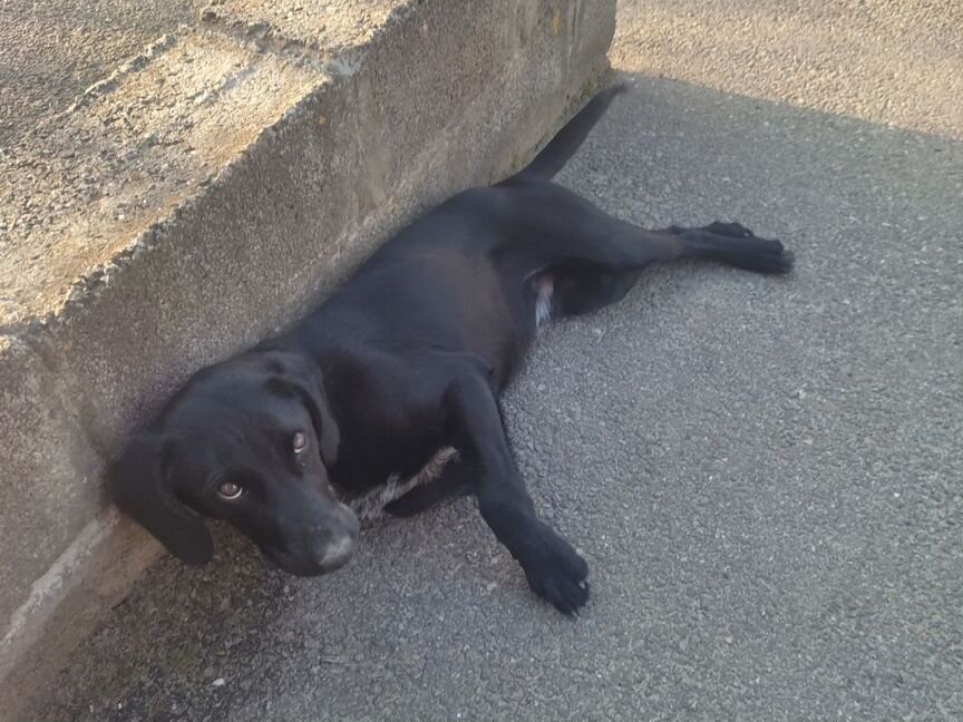 Собака в добрые руки щенок